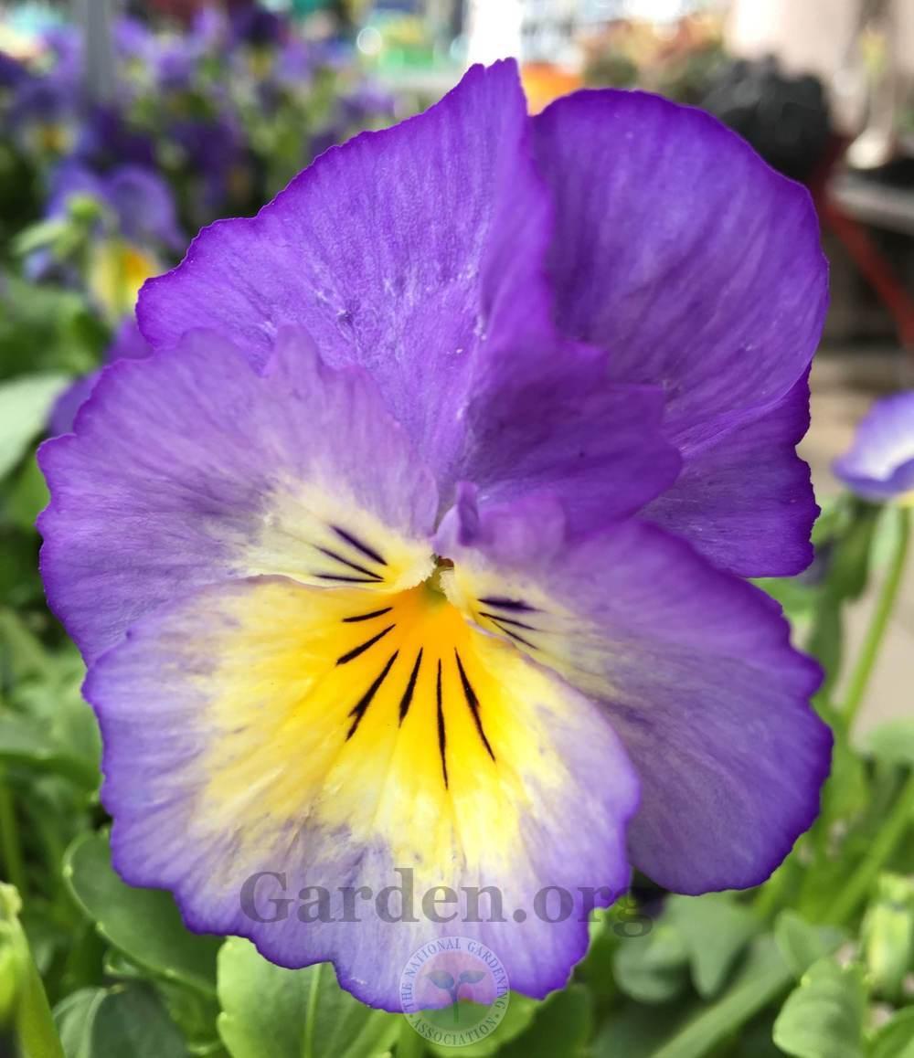 Viola (Viola cornuta 'Halo Sky Blue') in the Violas Database - Garden.org