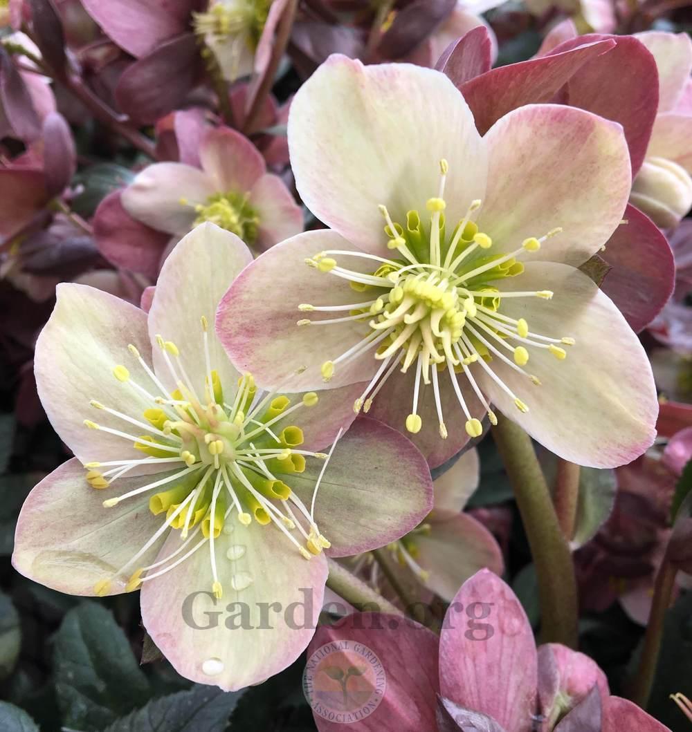 Lenten Rose (Helleborus Gold Collection® Love Bug) in the Hellebores ...