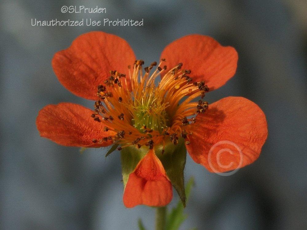 Photo of the stamens, filaments and pistils of Avens (Geum coccineum ...