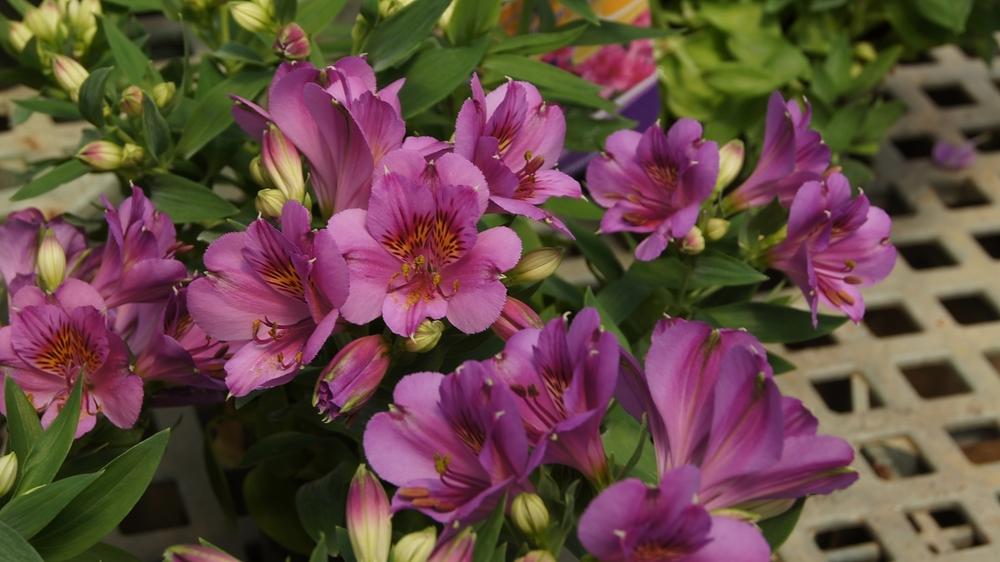 Photo of the entire plant of Peruvian Lily (Alstroemeria Princess ...