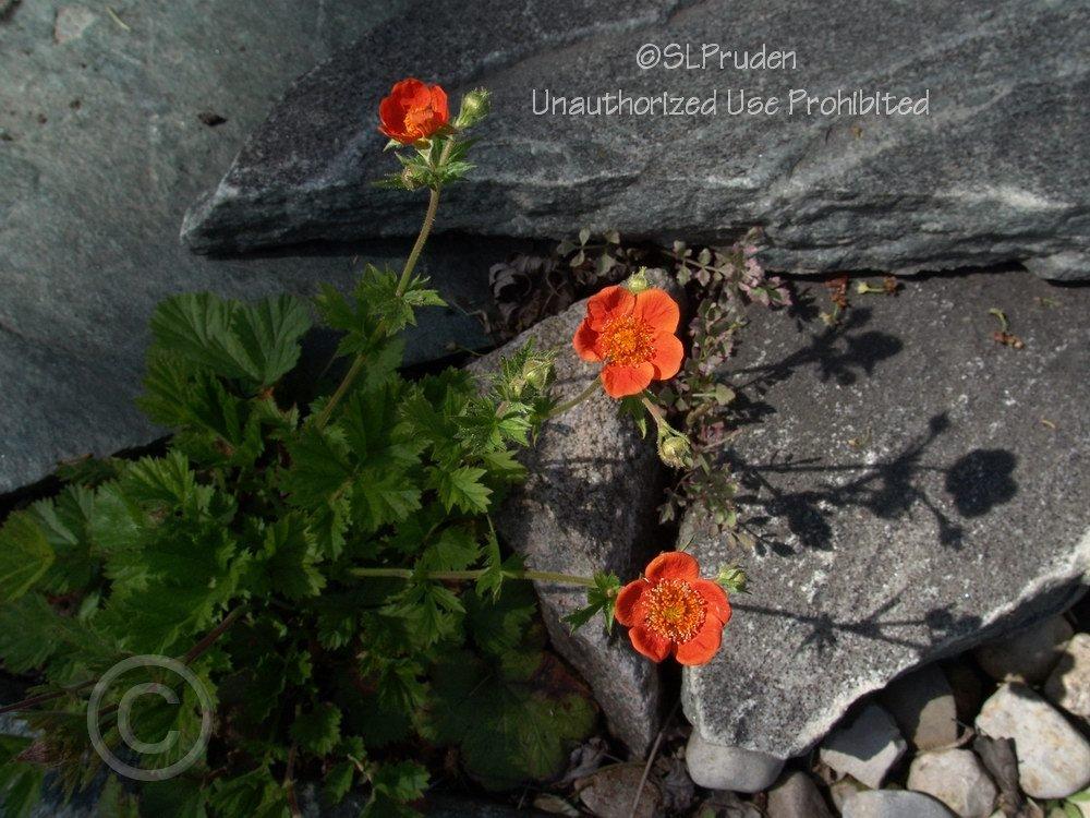 Photo of the entire plant of Avens (Geum coccineum 'Cooky') posted by ...