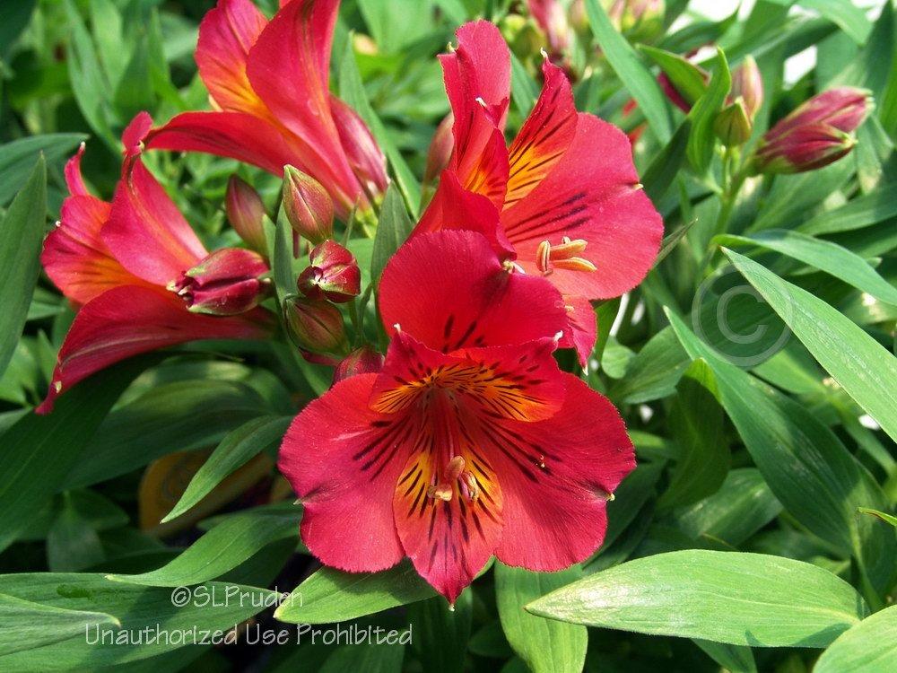 Peruvian Lily (Alstroemeria Princess Lilies® Letizia) in the Peruvian ...
