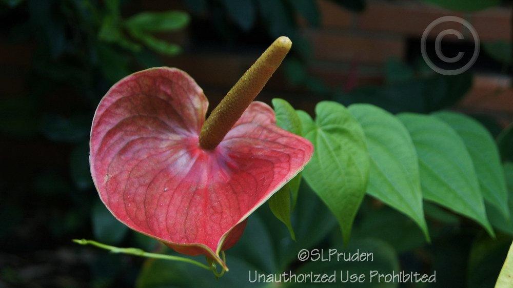 Anthuriums: Plant Care and Collection of Varieties - Garden.org