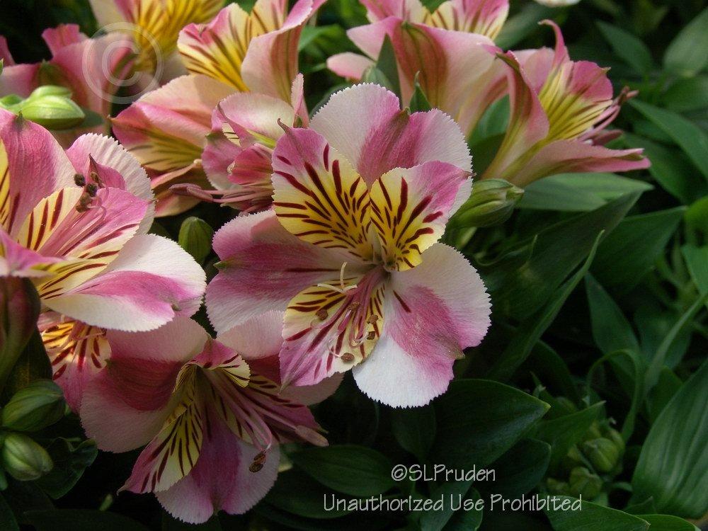 Peruvian Lily (Alstroemeria Princess Lilies® Diana) in the Peruvian ...