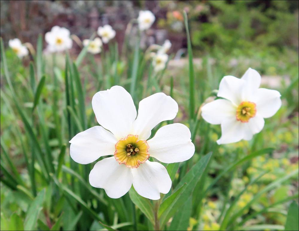 Poeticus Daffodil (Narcissus 'Angel Eyes') in the Daffodils Database ...