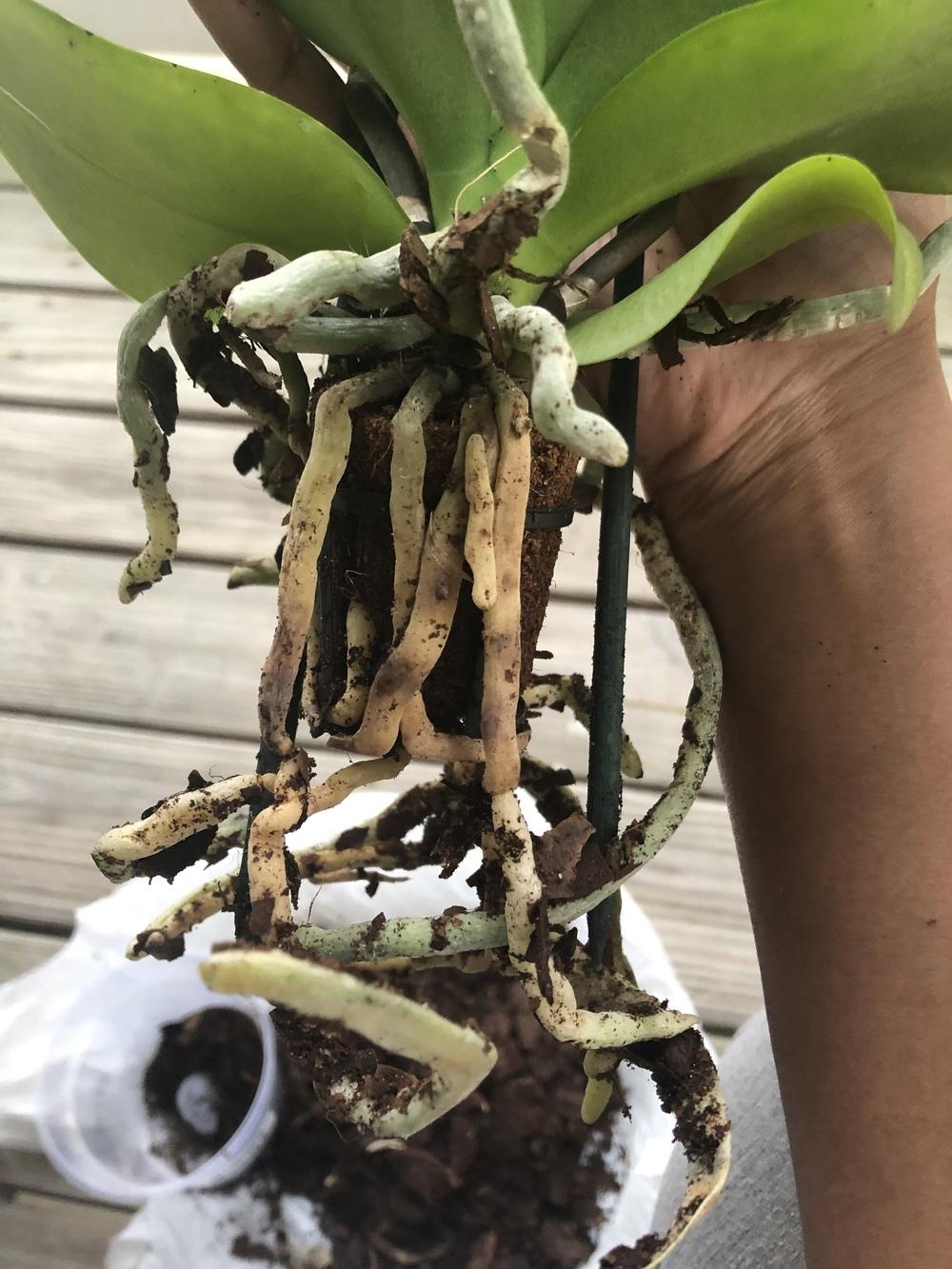 Phalaenopsis Orchid roots? in the Orchids forum - Garden.org