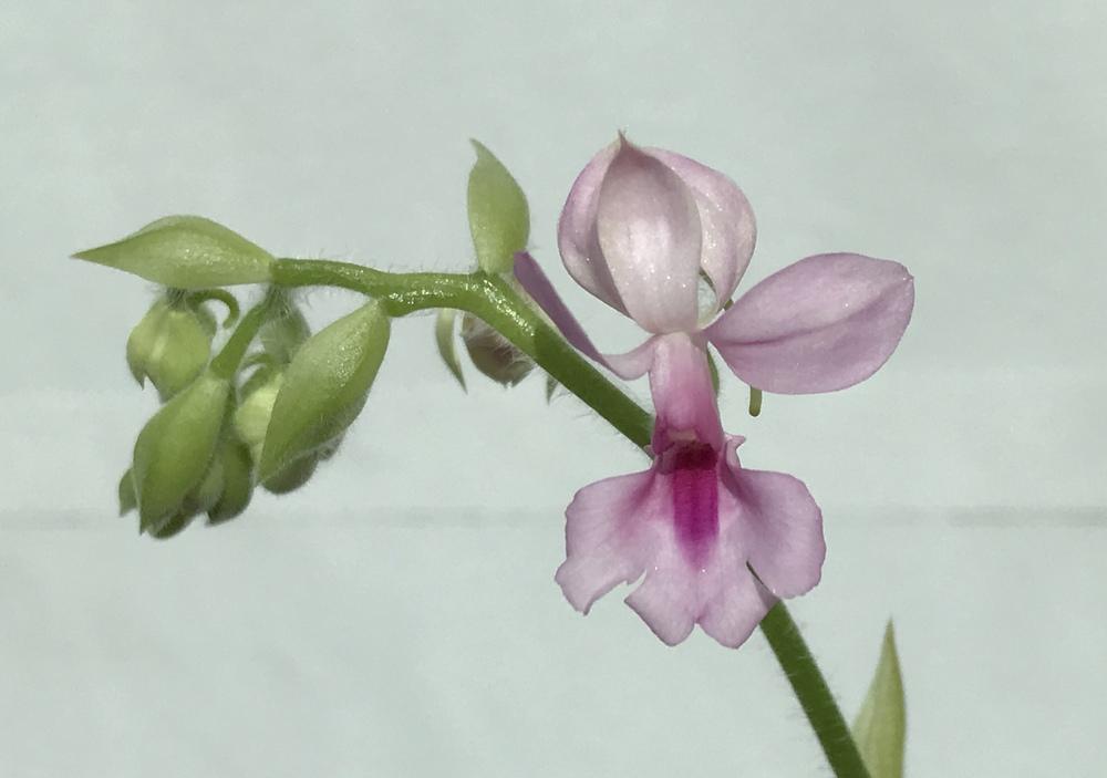 Orchid (Calanthe rubens) - Garden.org