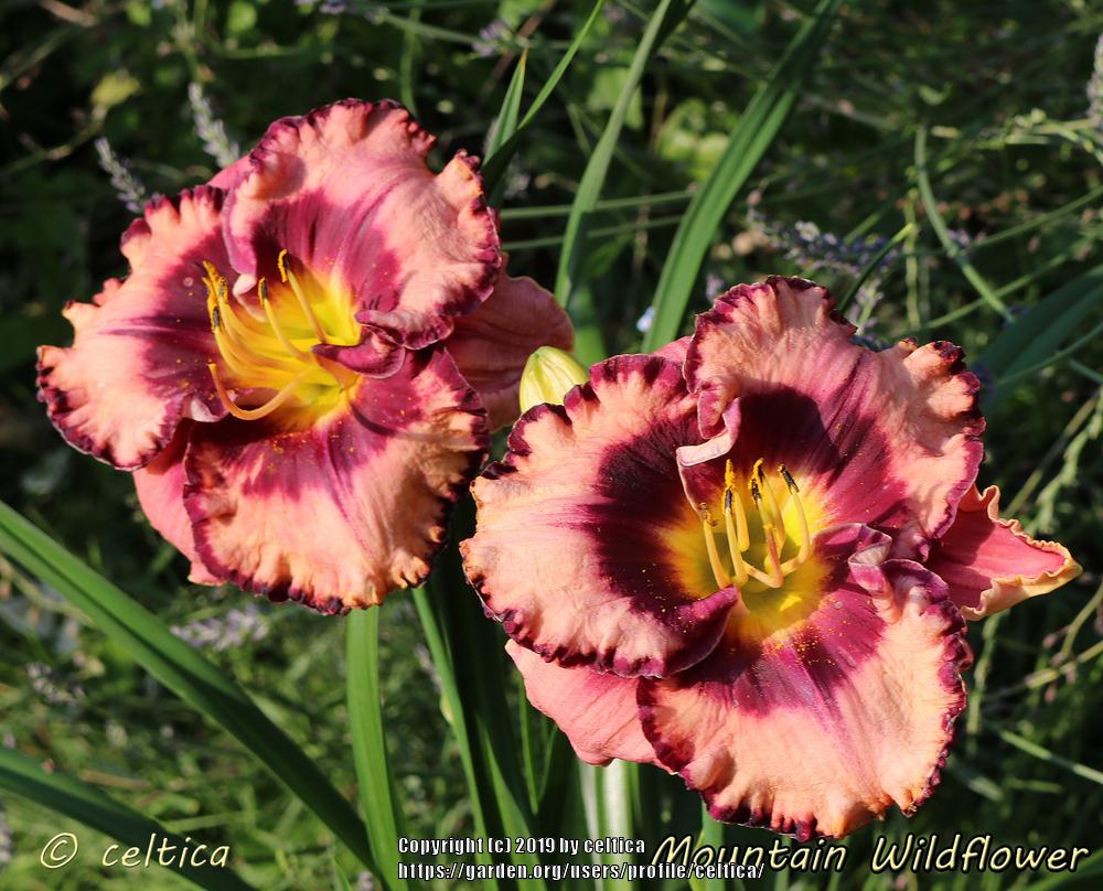 Daylily (Hemerocallis 'Mountain Wildflower') in the Daylilies Database - Garden.org