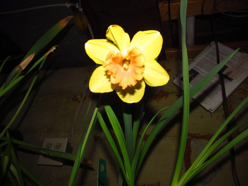 Large Cupped Daffodil (Narcissus 'Color Run') in the Daffodils Database ...