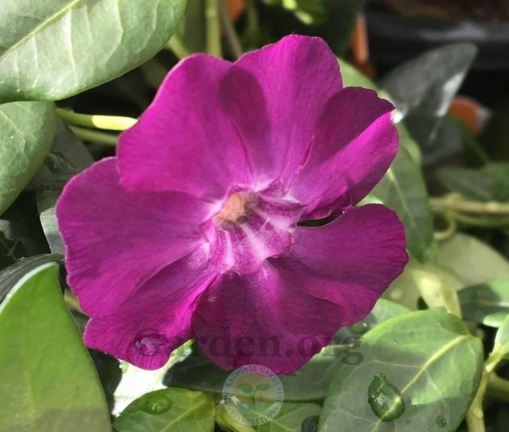 Lesser Periwinkle (Vinca minor 'Merlot') - Garden.org