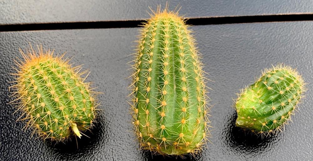 Aztec Gold Echinopsis in the Cactus and Succulents forum - Garden.org