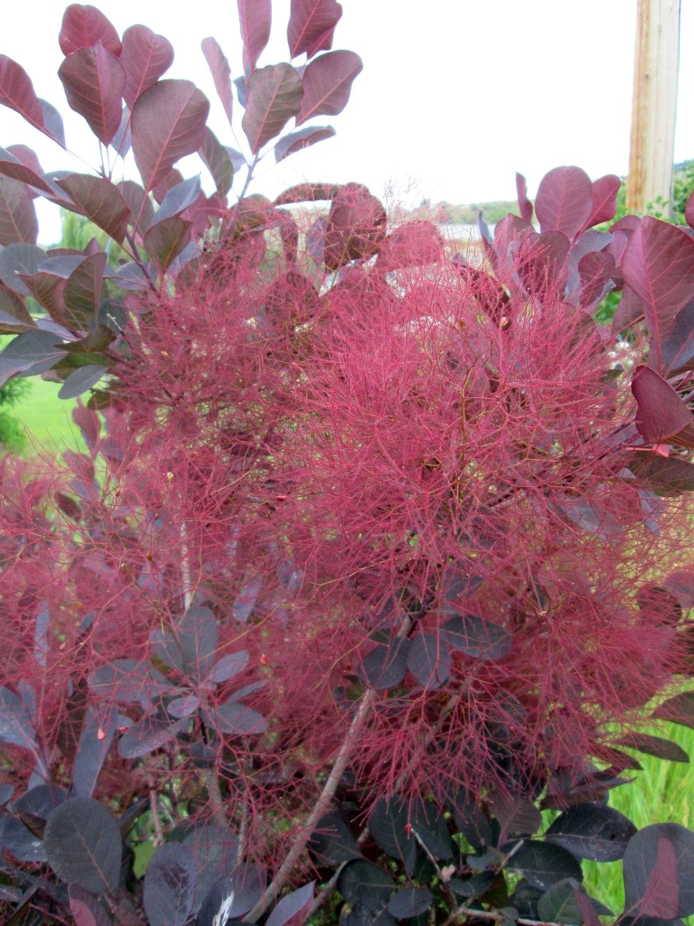 Smoketrees: Plant Care and Collection of Varieties - Garden.org