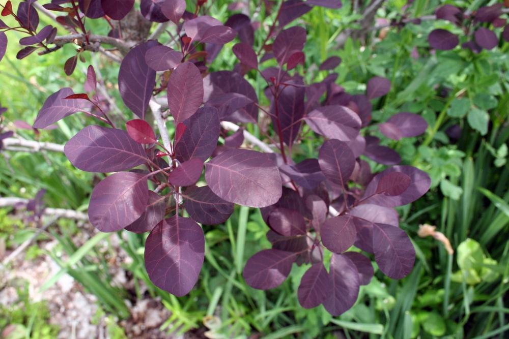 Smoketrees: Plant Care and Collection of Varieties - Garden.org