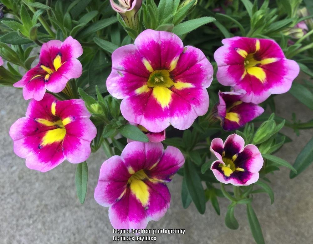 Calibrachoas: Plant Care and Collection of Varieties - Garden.org