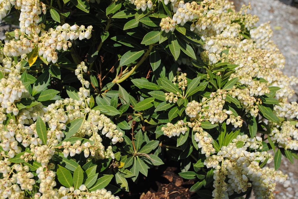 Japanese Pieris (Pieris japonica var. yakushimensis 'Cavatine ...