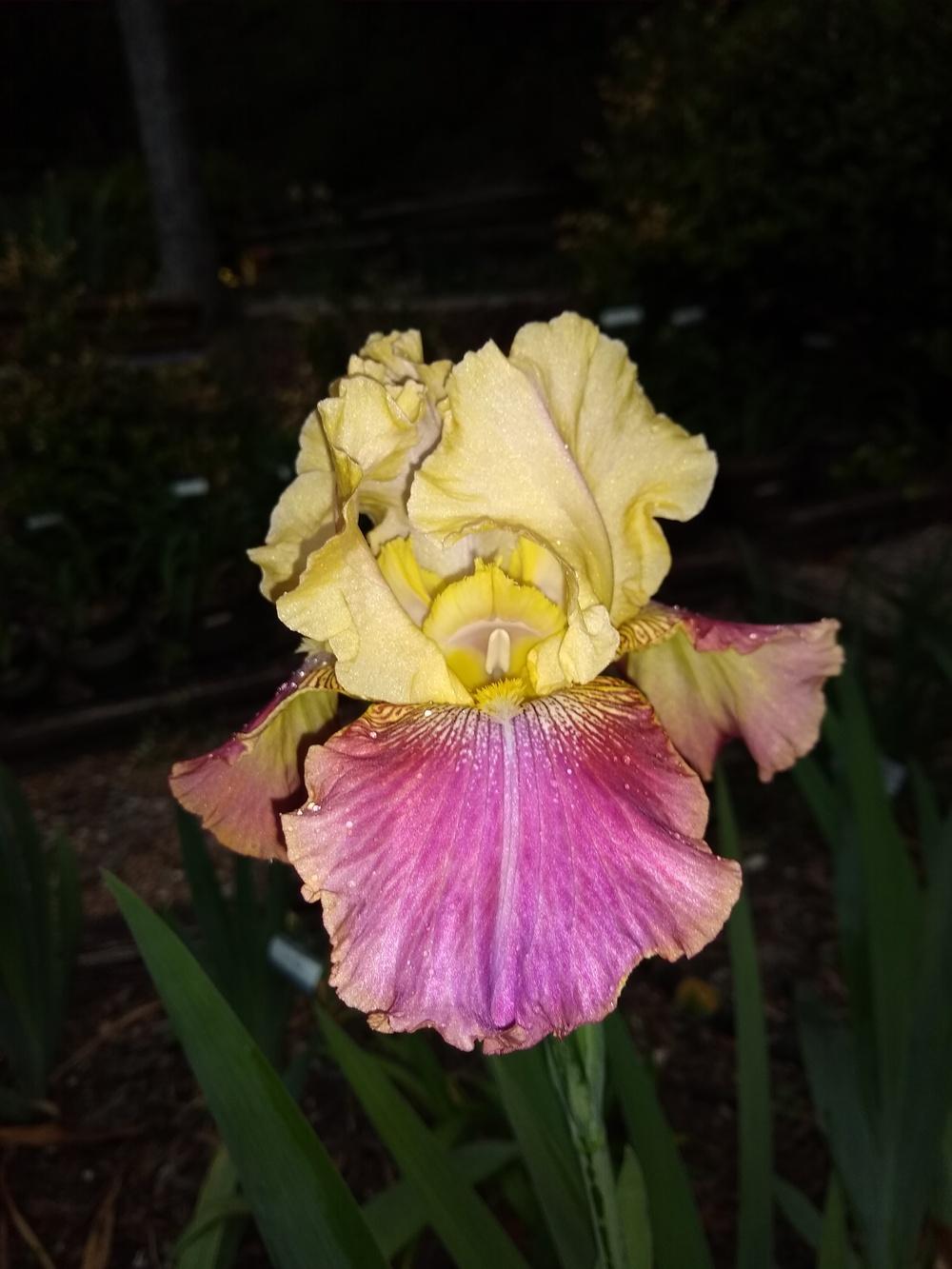 Tall Bearded Iris (Iris 'Pardon My Garden') in the Irises Database ...