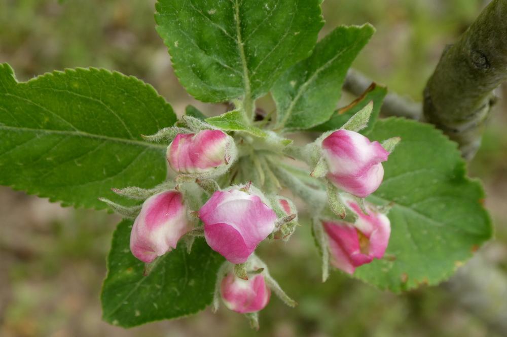 Apples: Plant Care and Collection of Varieties - Garden.org