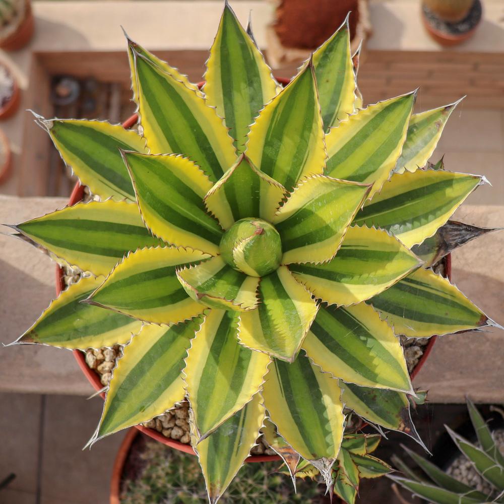 Center Stripe Agave (Agave lophantha 'Quadricolor') in the Agaves ...