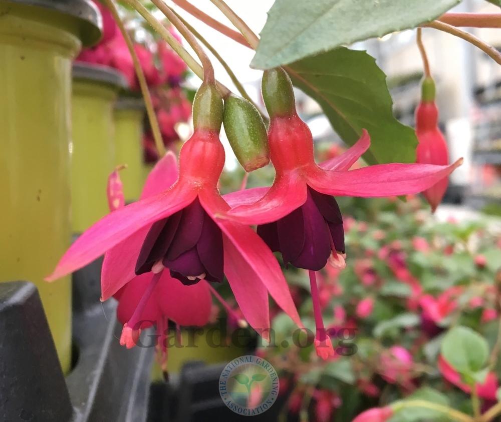 Lady's Eardrops (Fuchsia 'President George Bartlett') in the Fuchsias ...