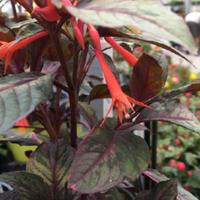 Honeysuckle Fuchsia (Fuchsia triphylla 'Firecracker') in the Fuchsias ...