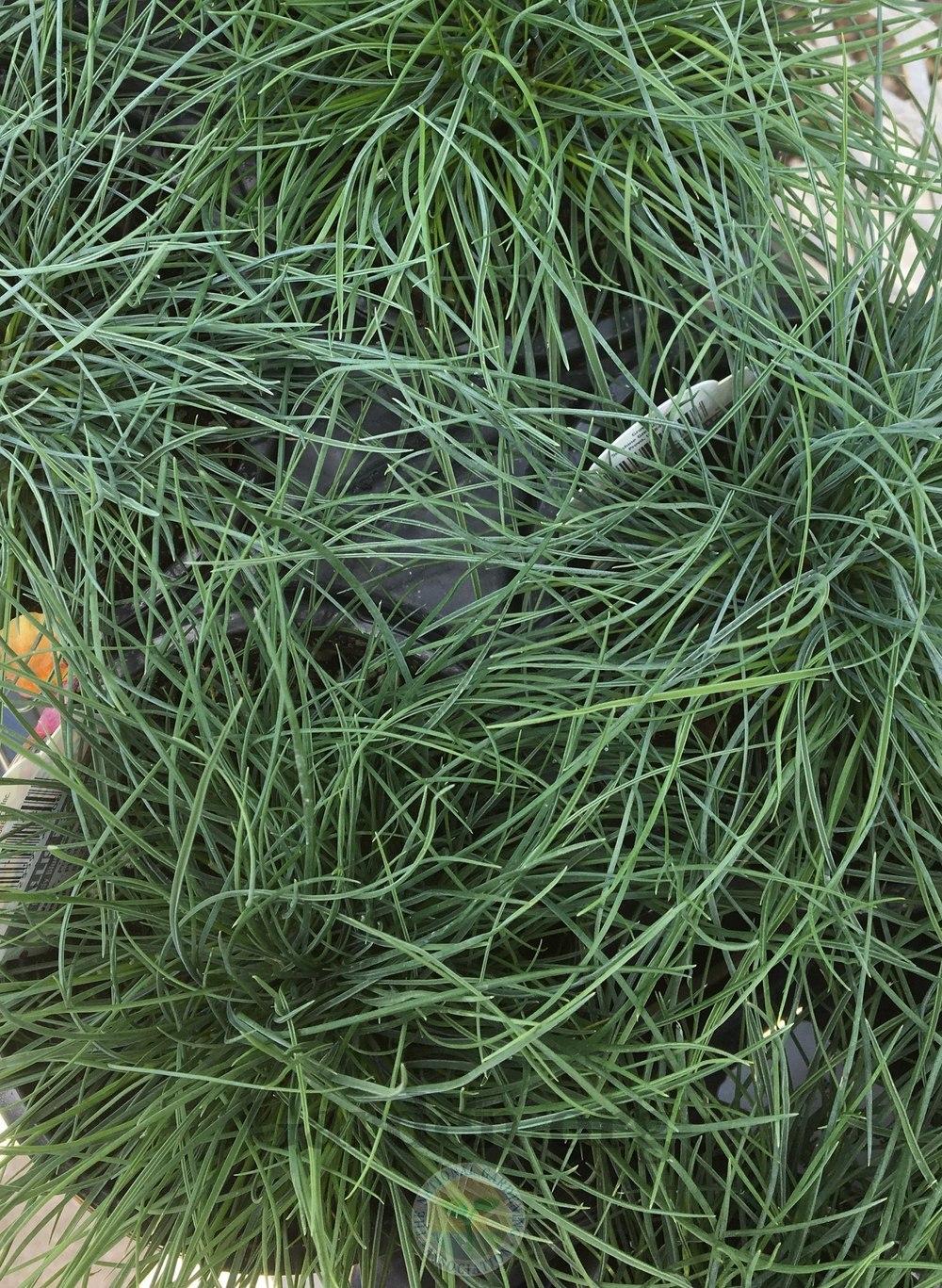 Volga Fescue (Festuca valesiaca 'Buddy Blue') - Garden.org