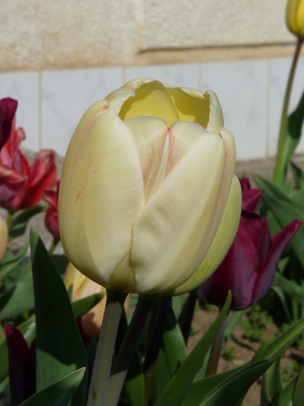 Darwin Hybrid Tulip (Tulipa 'Ivory Floradale') in the Tulips Database ...