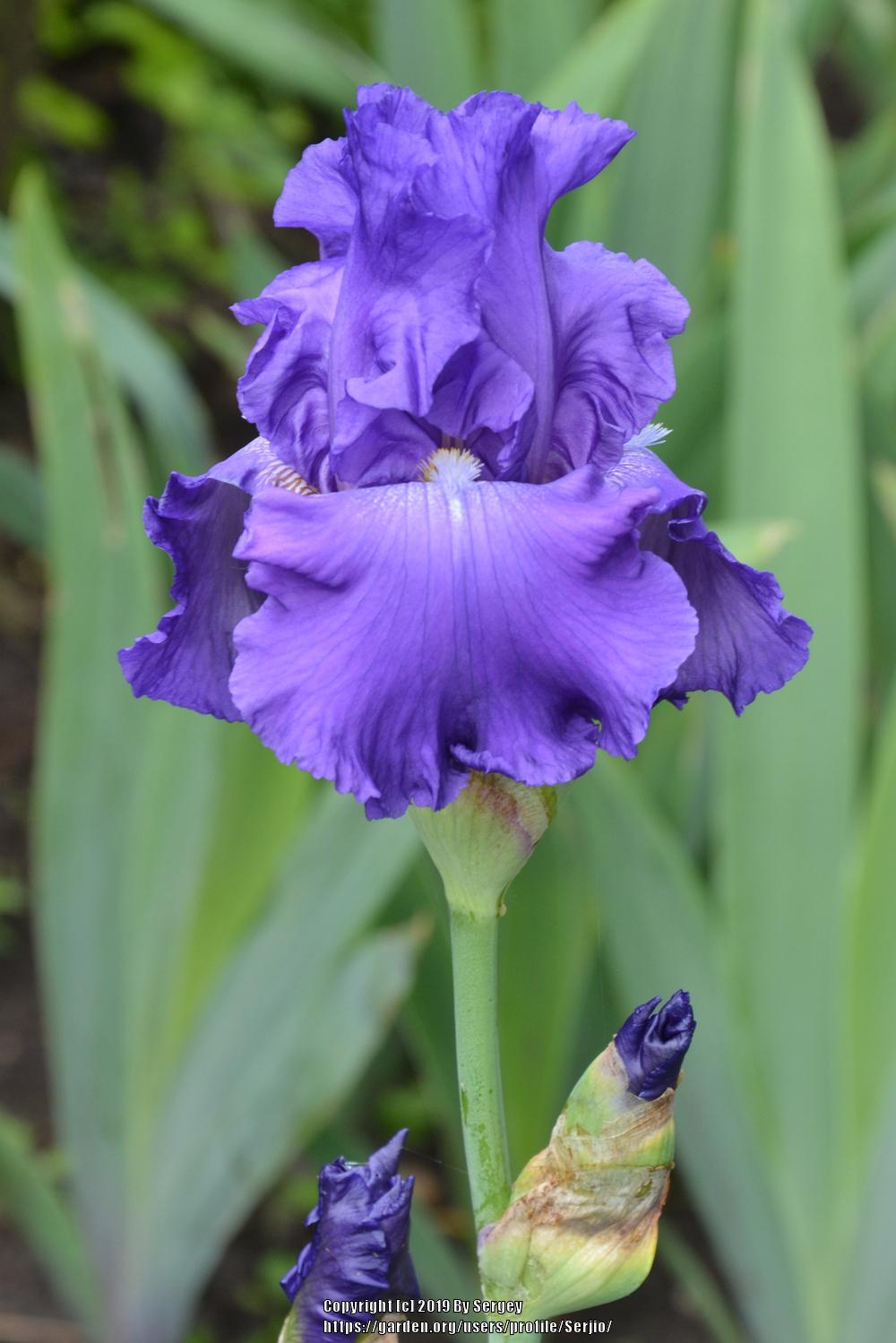 Tall Bearded Iris (Iris 'Yosemite Star') in the Irises Database ...