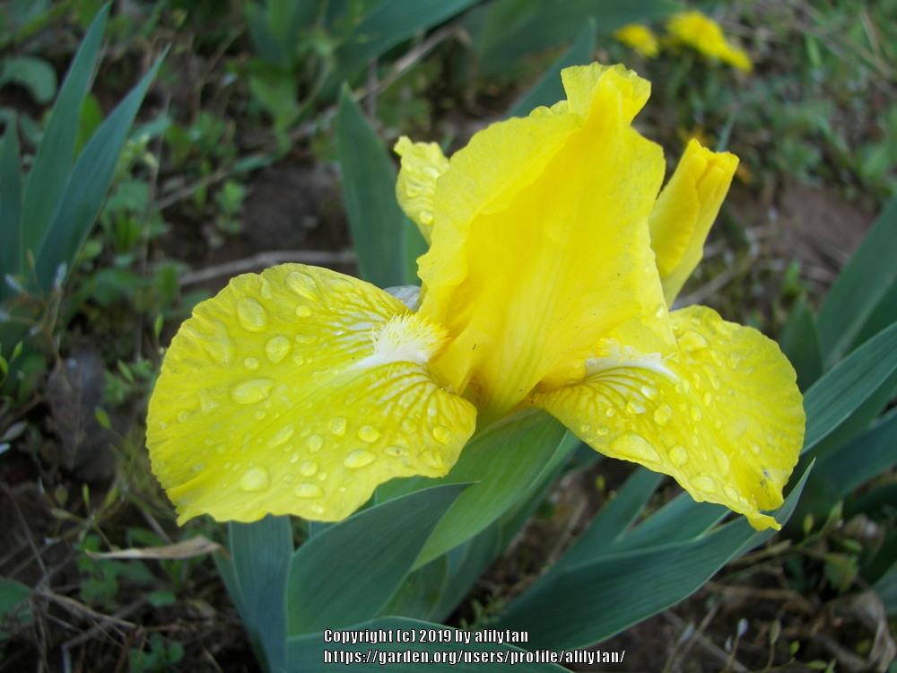 Standard Dwarf Bearded Iris (Iris 'Sun Doll') in the Irises Database ...