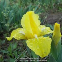 Standard Dwarf Bearded Iris (Iris 'Sun Doll') in the Irises Database ...