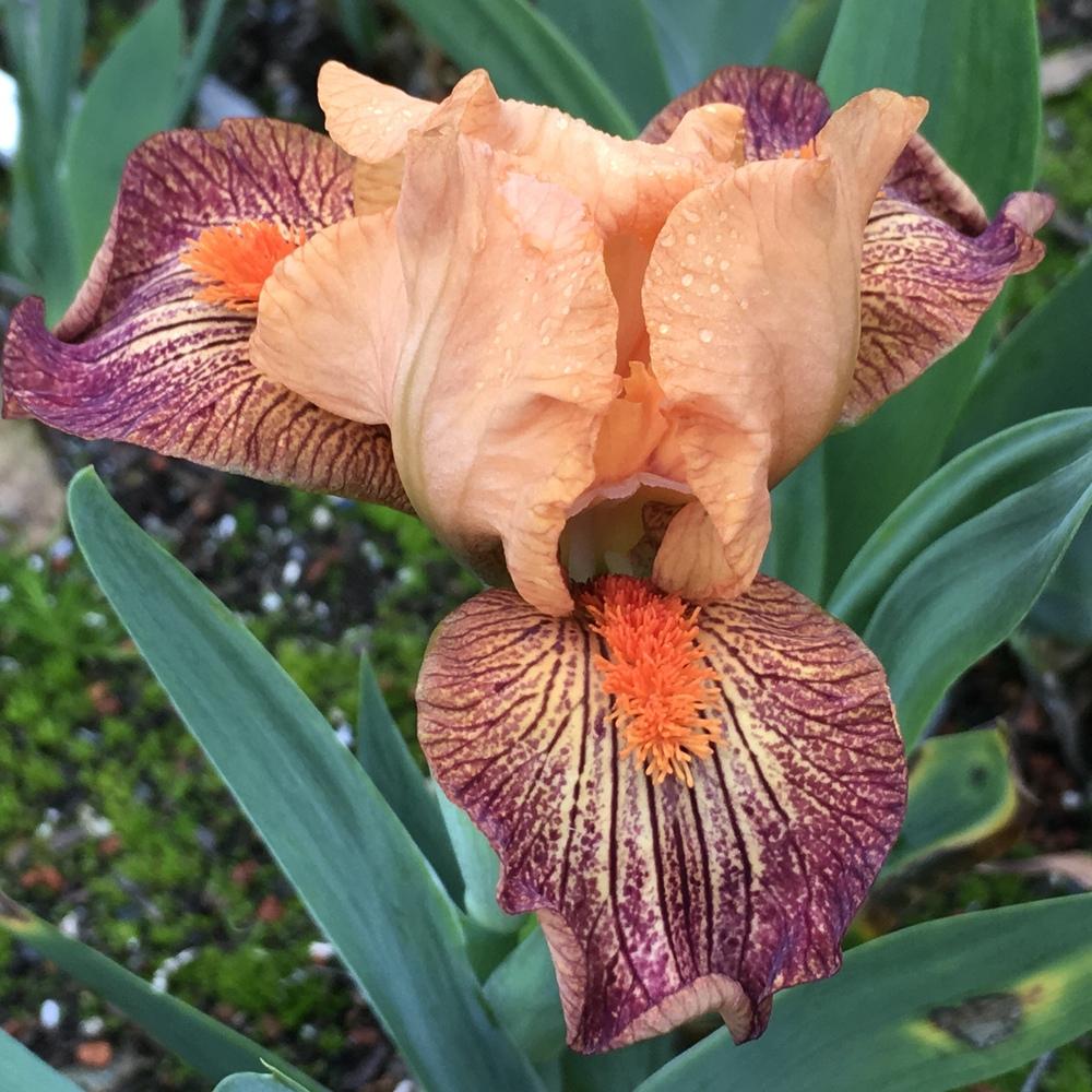 Standard Dwarf Bearded Iris (Iris 'Hot Lava') in the Irises Database ...
