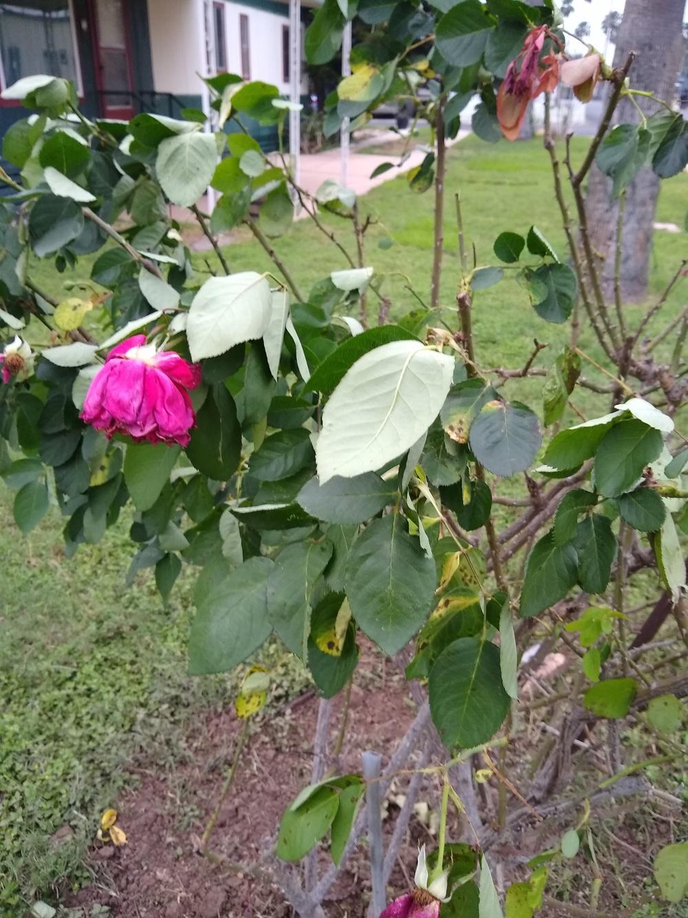 just got our first rose bush in the Roses forum - Garden.org