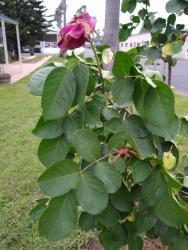 just got our first rose bush in the Roses forum - Garden.org