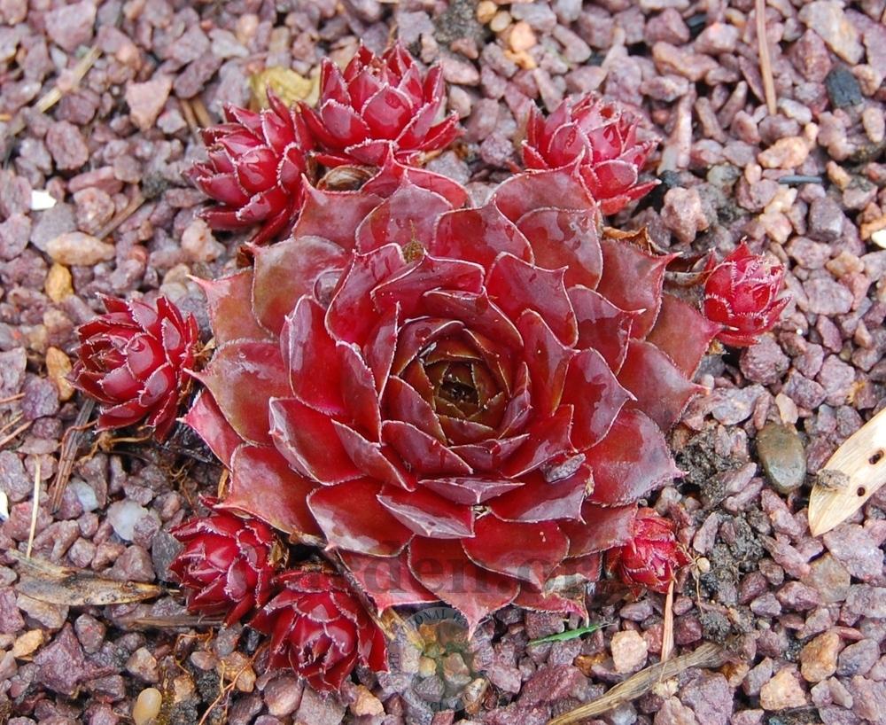 Sempervivum: Plant Care and Collection of Varieties - Garden.org