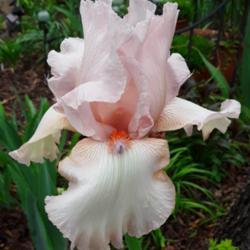 Tall Bearded Iris (Iris 'Cherry Blossom Special') in the Irises ...