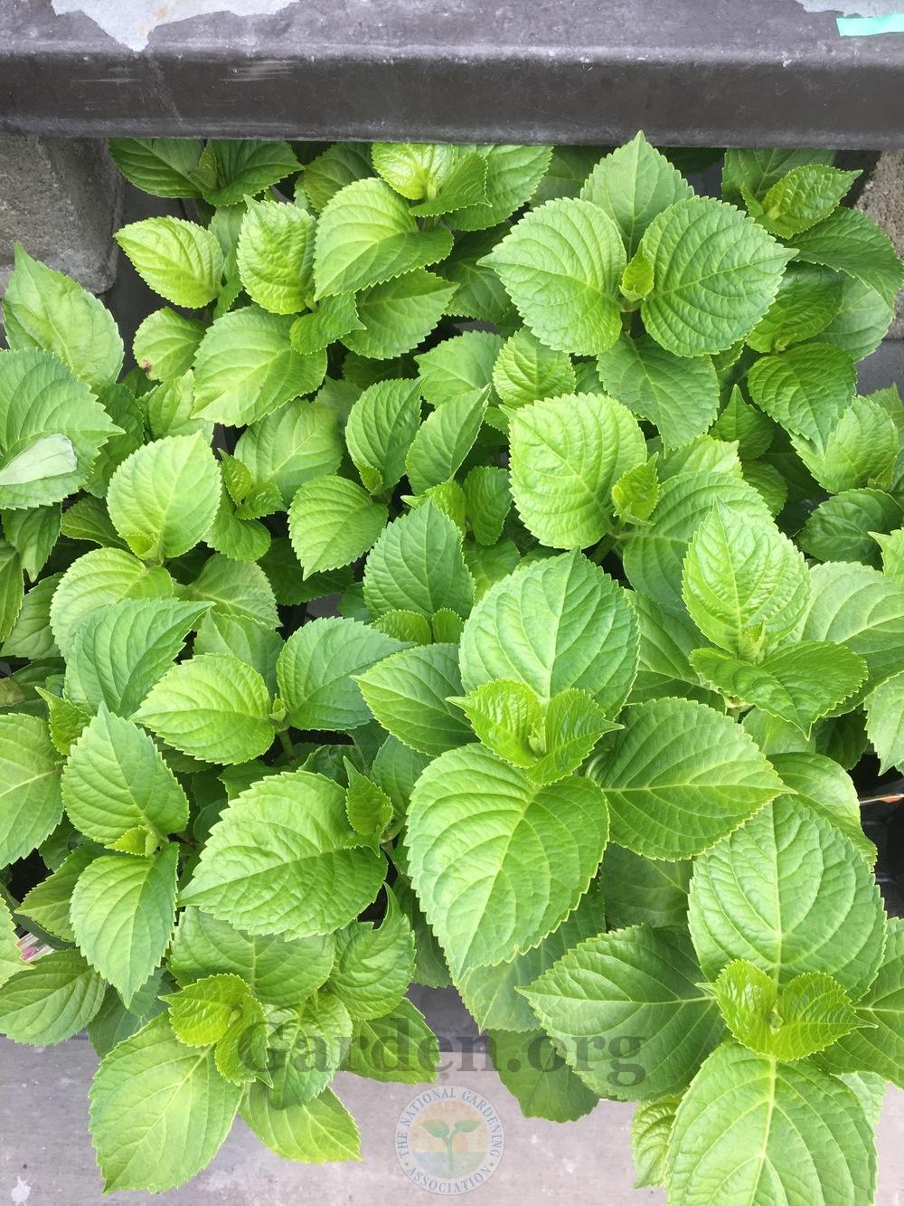 Bigleaf Hydrangea (Hydrangea macrophylla Early Rosa®) in the Hydrangeas ...