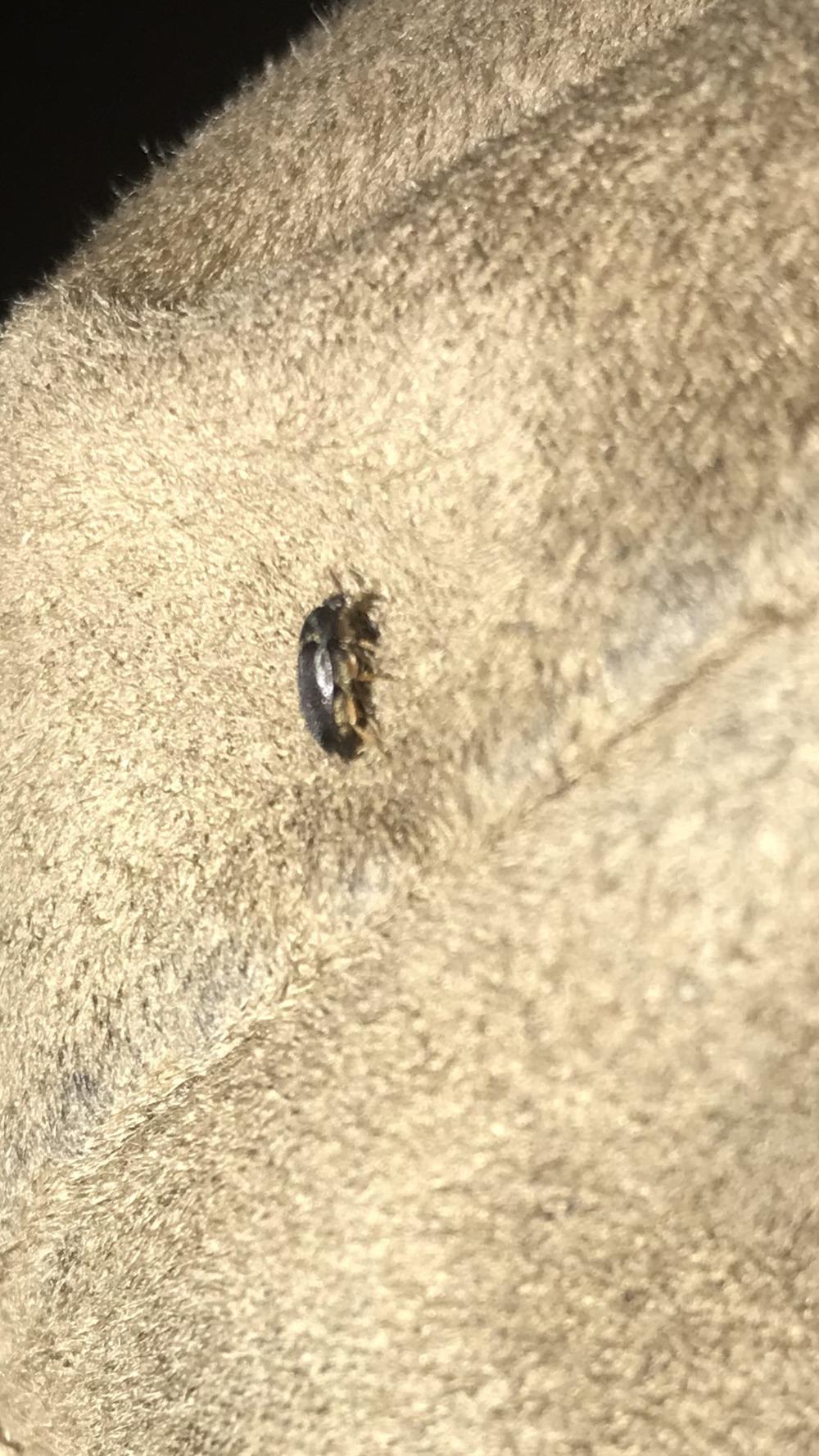 House insect Southern Ontario in - Garden.org