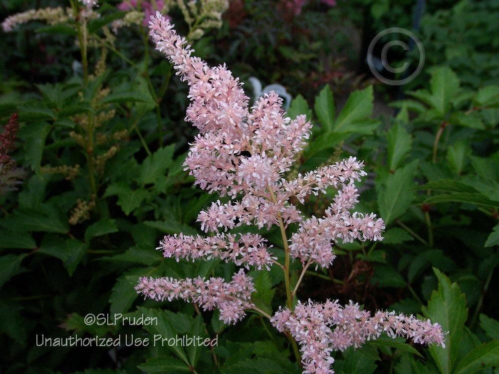 Astilbes: Plant Care and Collection of Varieties - Garden.org