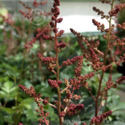 Photo of the bloom of False Spirea (Astilbe 'Red Sentinel') posted by ...