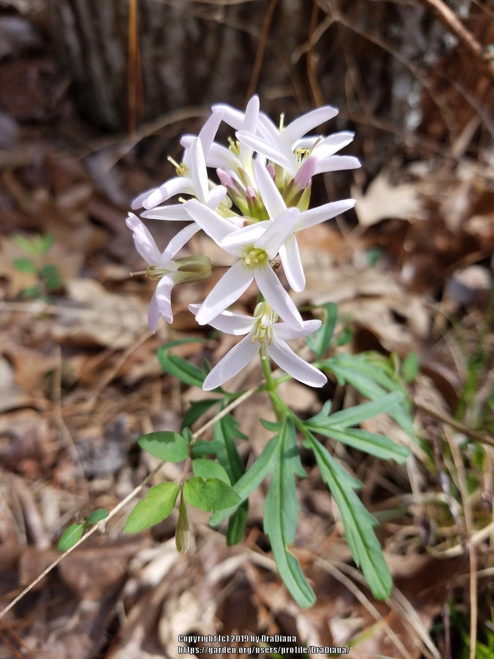 Cutleaf Toothwort (Cardamine concatenata) - Garden.org