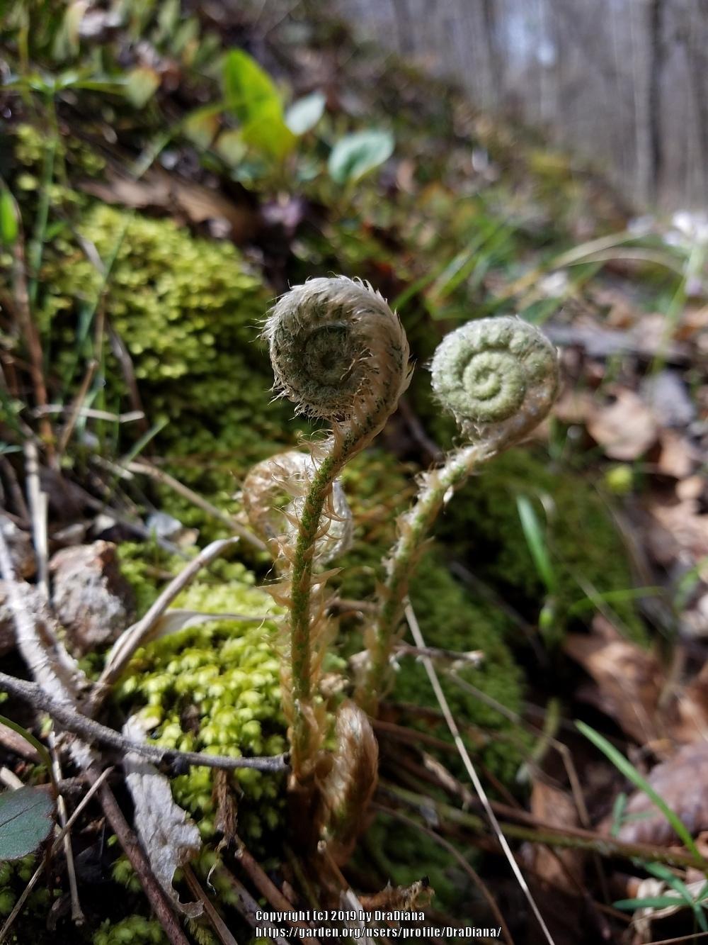 Log Fern (Dryopteris celsa) - Garden.org