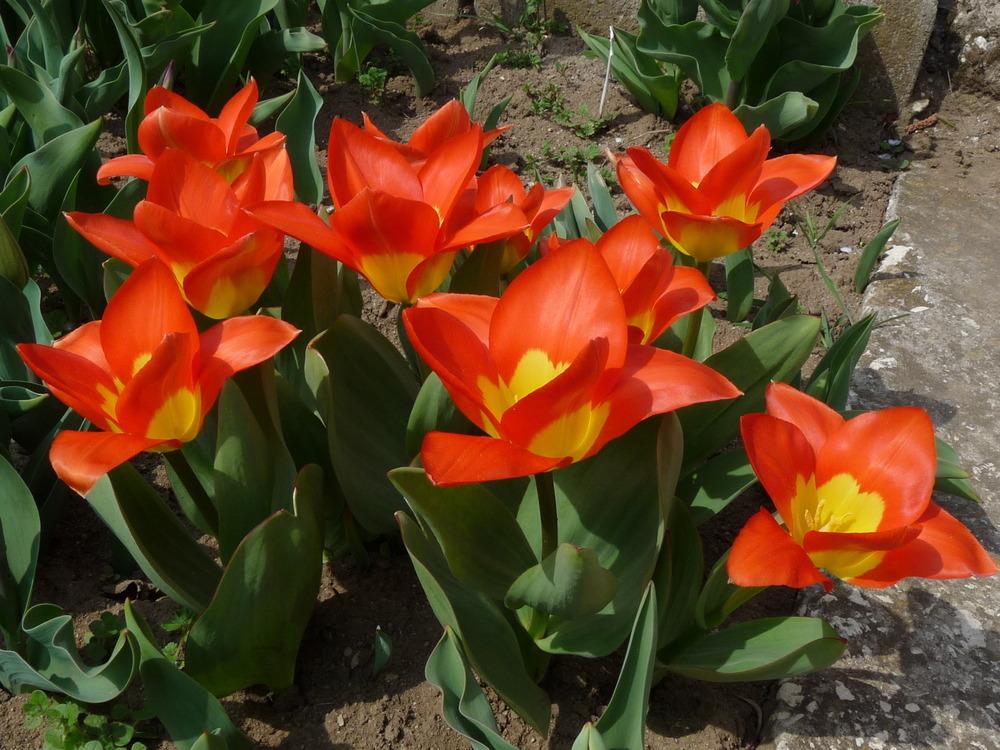Fosteriana Tulip (Tulipa 'Oracle') in the Tulips Database - Garden.org
