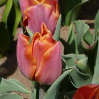 Triumph Tulip (Tulipa 'Jimmy') in the Tulips Database - Garden.org