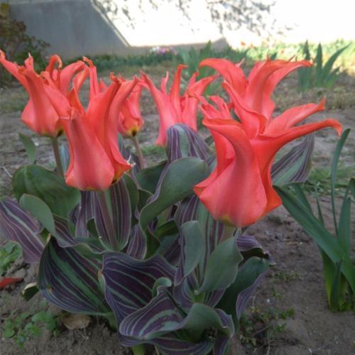 Tulip (Tulipa 'Rigas Barikades') in the Tulips Database - Garden.org