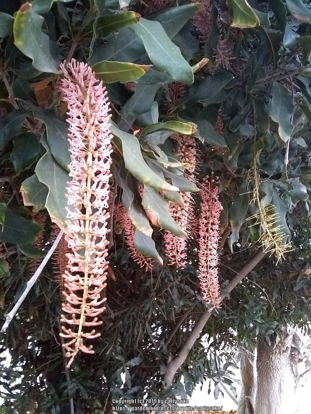 Photo of the leaves of Macadamia (Macadamia integrifolia) posted by ...
