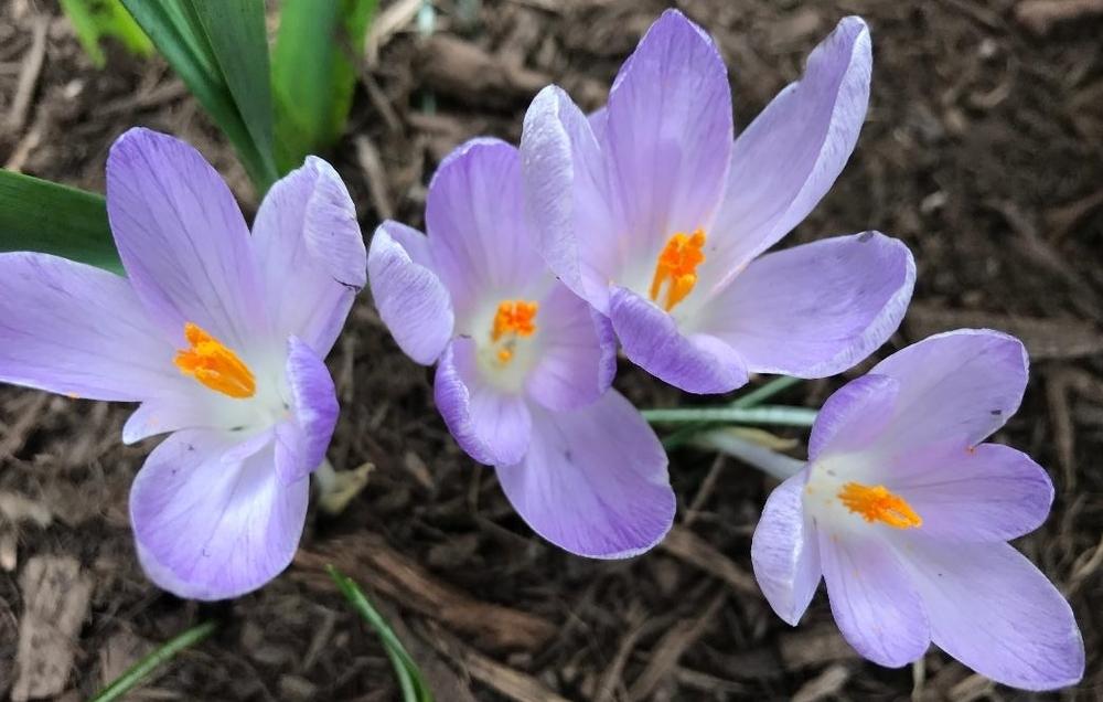 Early Crocus (Crocus tommasinianus 'Whitewell Purple') in the Crocus ...