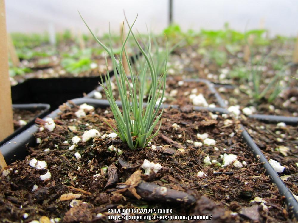 Rush (Juncus inflexus 'Blue Arrows') - Garden.org