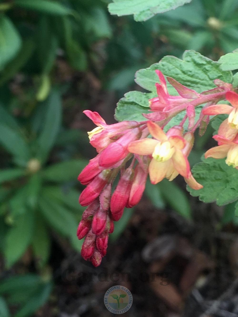 Currants And Gooseberries: Plant Care and Collection of Varieties ...