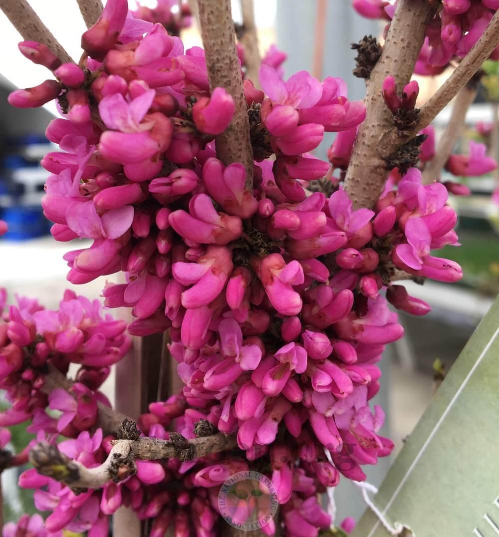 Photo of the bloom of Chinese Redbud (Cercis chinensis 'Don Egolf ...