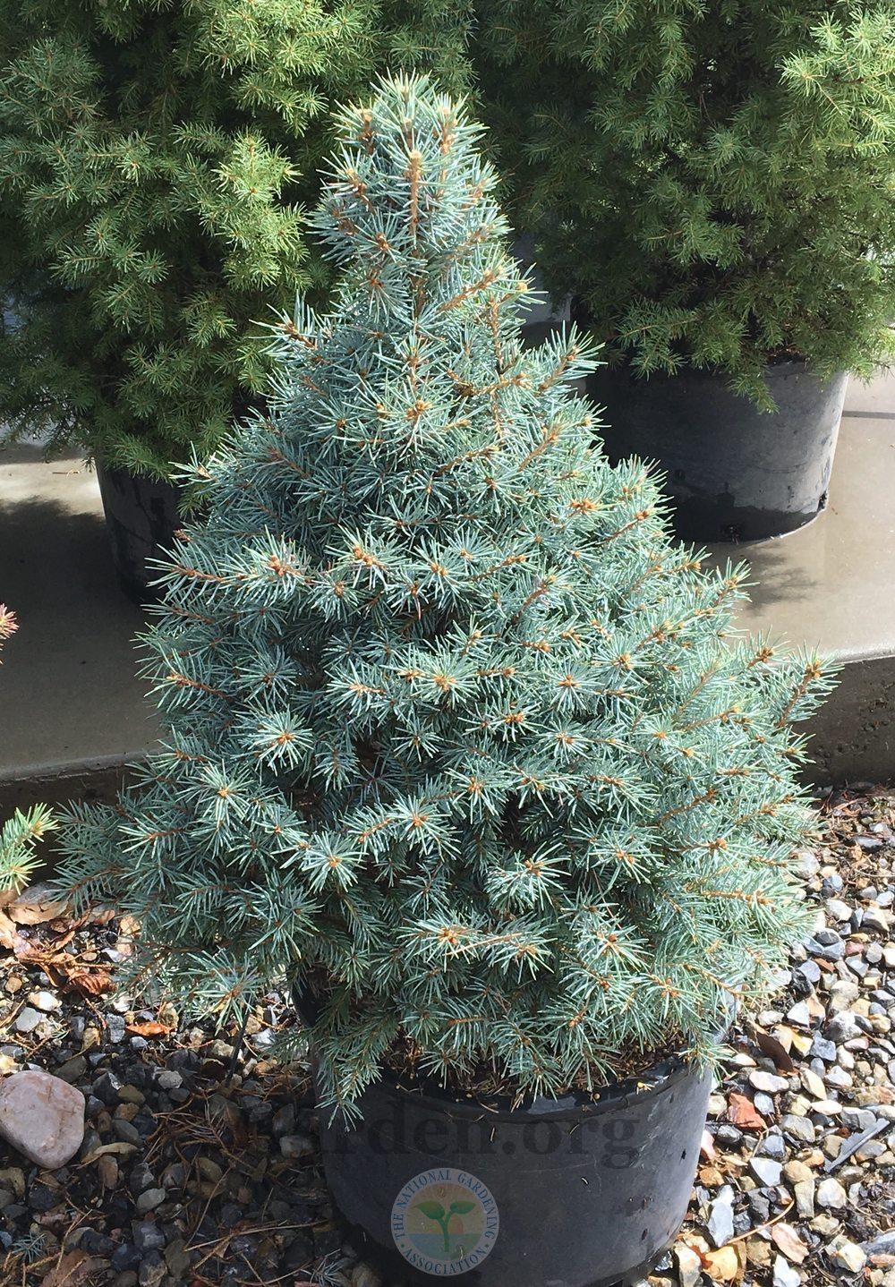 Blue Spruce (Picea pungens Sester Dwarf®) in the Spruces Database ...