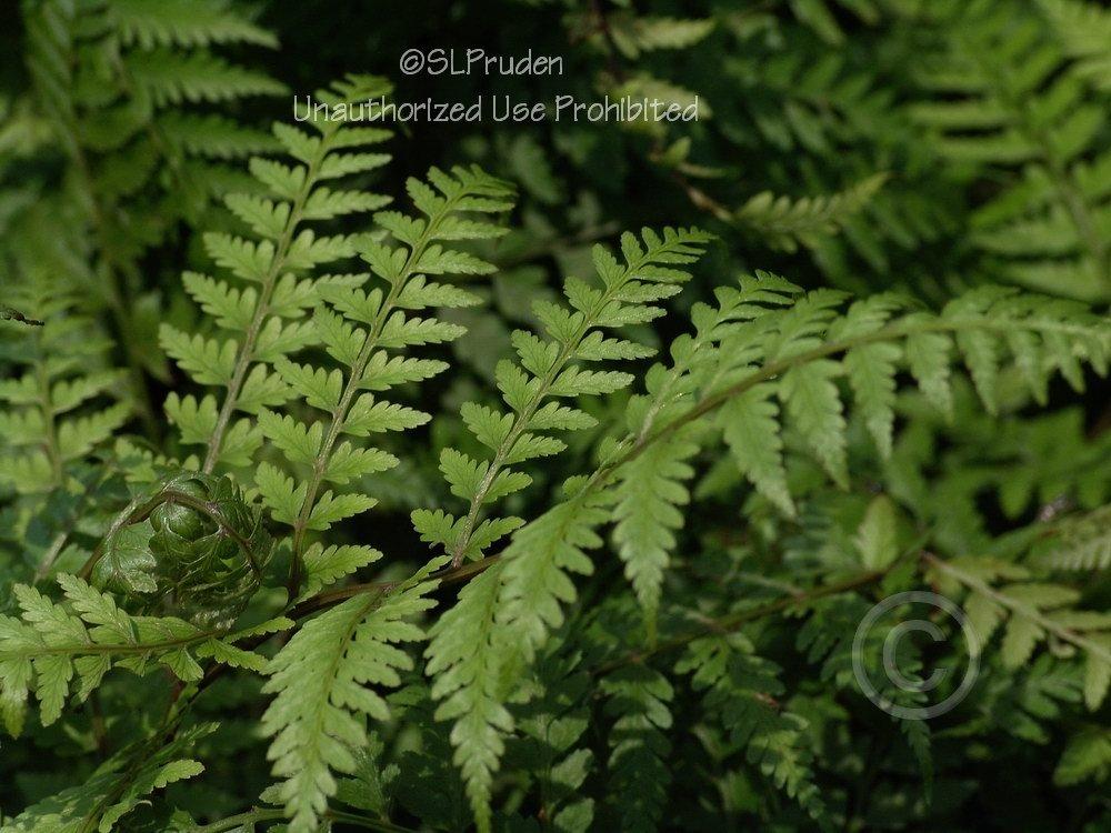 Japanese Lady Fern (Athyrium vidalii) - Garden.org